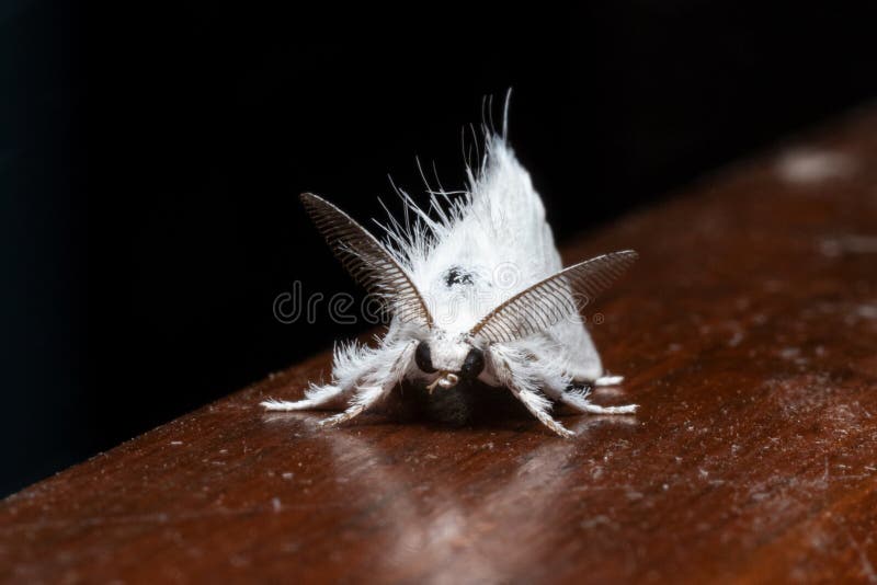 Sphrageidus Similis the Gold Tail Moth Front View Stock Photo Stock ...
