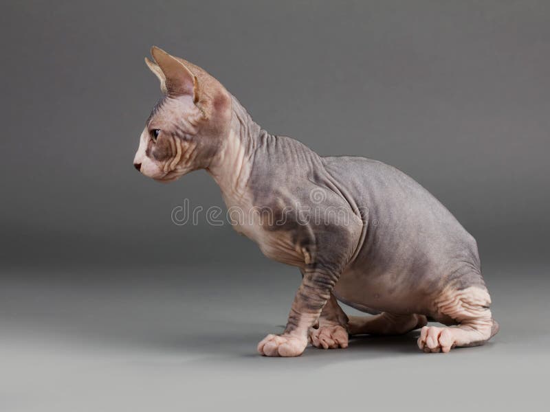Sphynx Picture. Image: 15604450