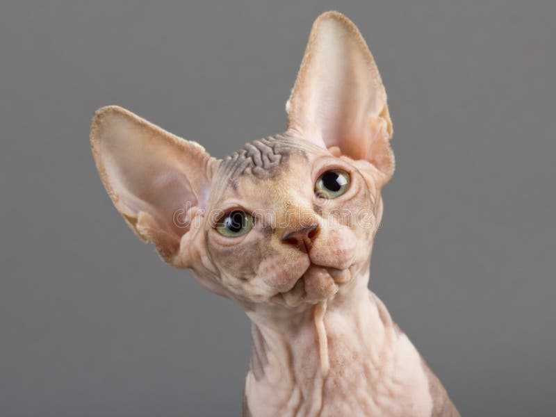 Sphynx Picture. Image: 15604555