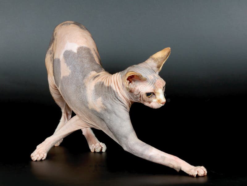 Sphynx cat stock image. Image of white, pedigree, portrait - 6863677