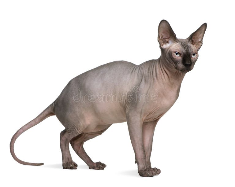277 Hairless Sphynx Cat Side View Stock Photos - Free & Royalty-Free ...