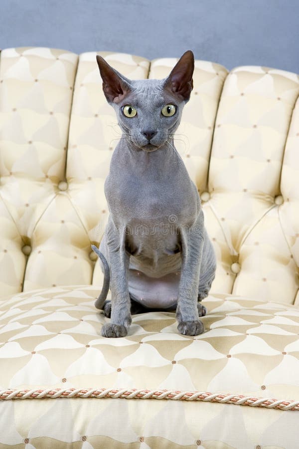 Shynx Stock Photos - Free & Royalty-Free Stock Photos from Dreamstime