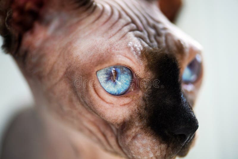 Sphynx cat stock image. Image of eyes, nature, kitty - 156060181
