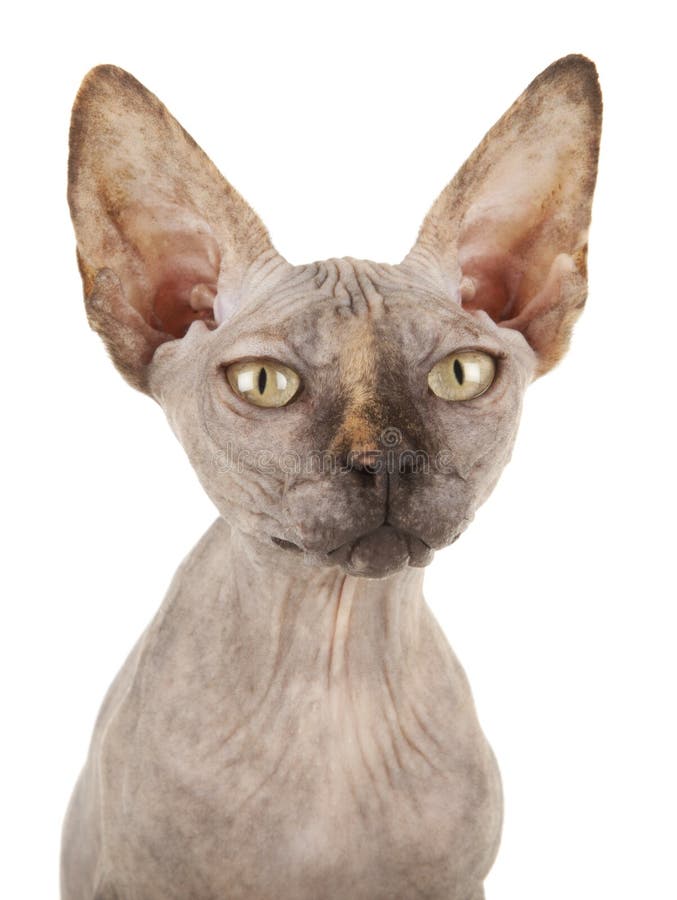Sphynx Cat stock photo. Image of wrinkly, sphynx, strange - 24134444