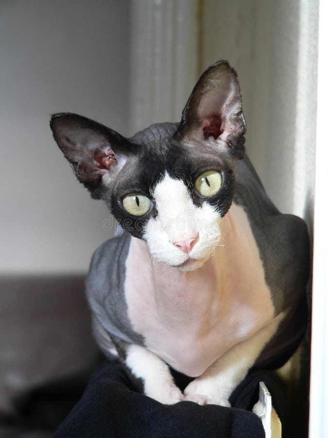 Sphynx Cat stock image. Image of grey, kitten, feline, cute - 412341