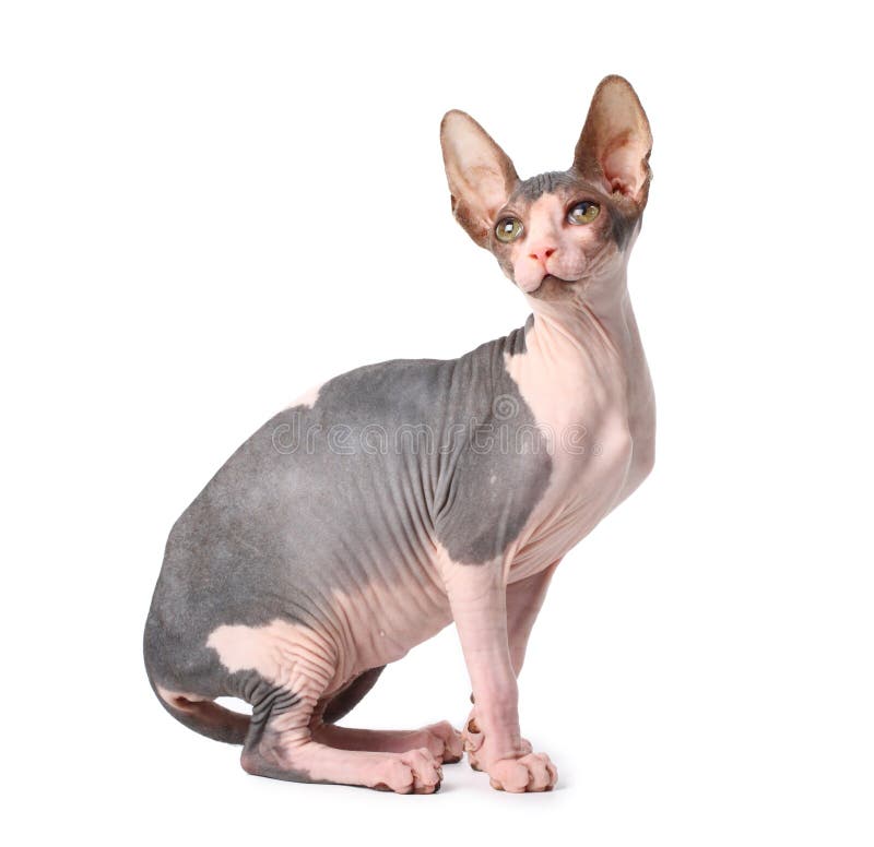 Sphynx Cat stock image. Image of grey, kitten, feline, cute - 412341