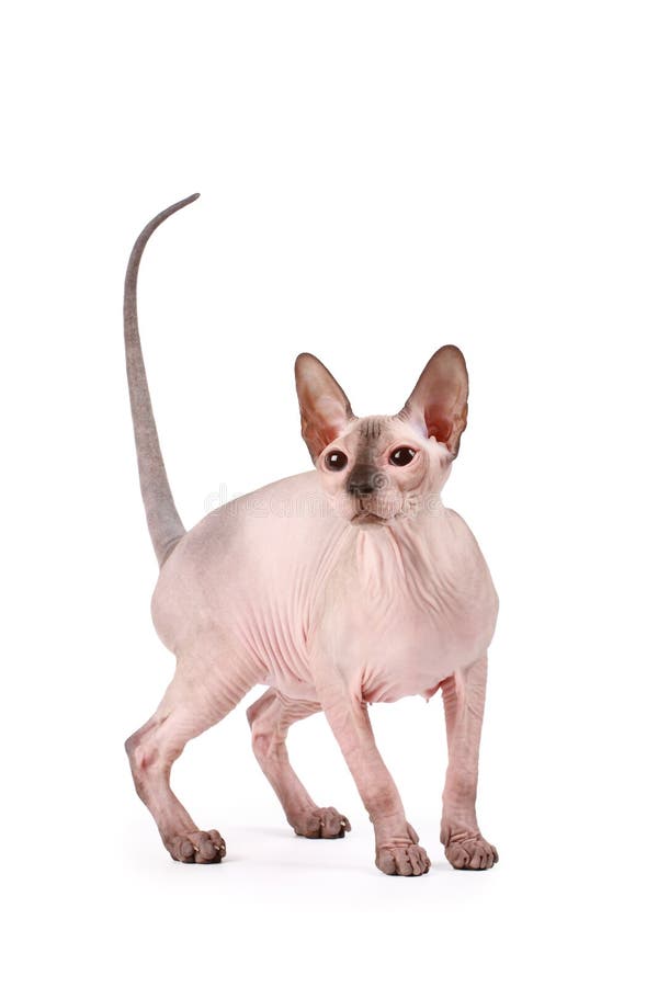 Sphynx cat stock image. Image of white, pedigree, portrait - 6863677