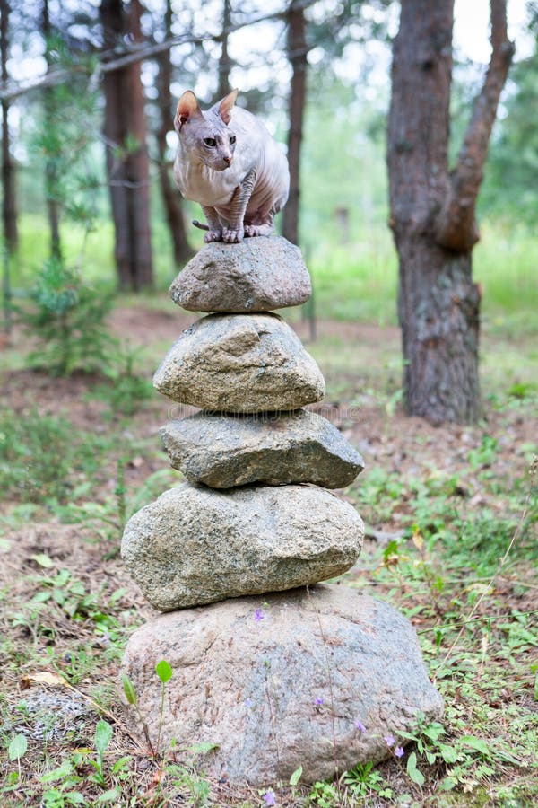 Sphynx Cat Balancing on Top of Stone Pyramid in Evergreen Forest Stock ...