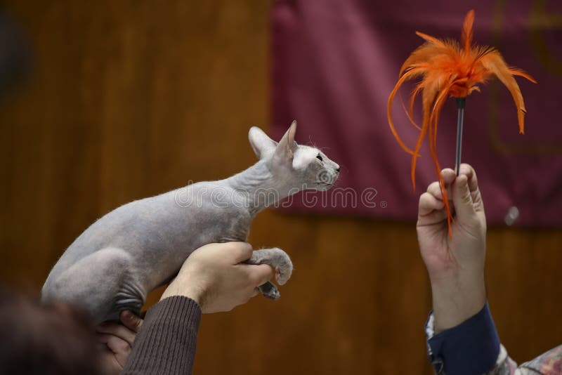 Sphynx cat being held stock photo. Image of human, beautiful - 65321190