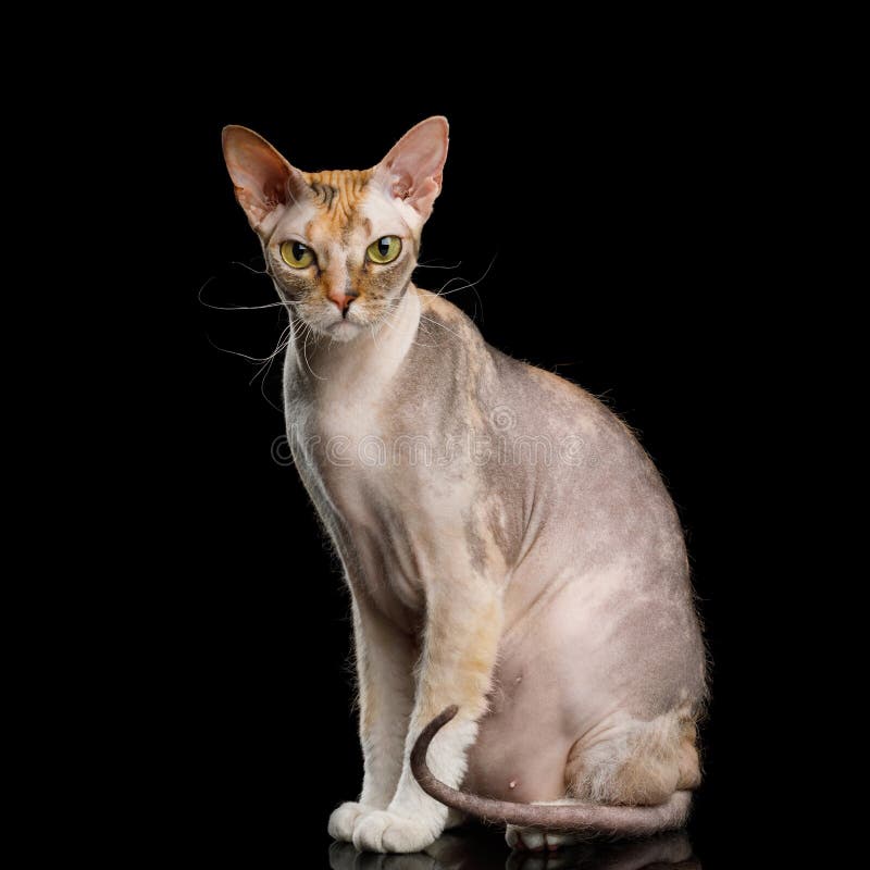 Sphynx Cat with on Black Background Stock Image - Image of bald ...