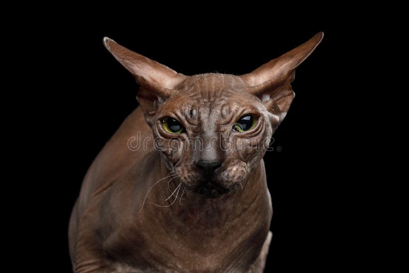 Sphynx Cat on Black Background Stock Image - Image of cute, luxury ...