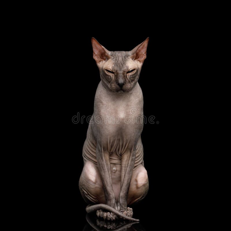 Sphynx Cat on Black Background Stock Image - Image of dark, close ...