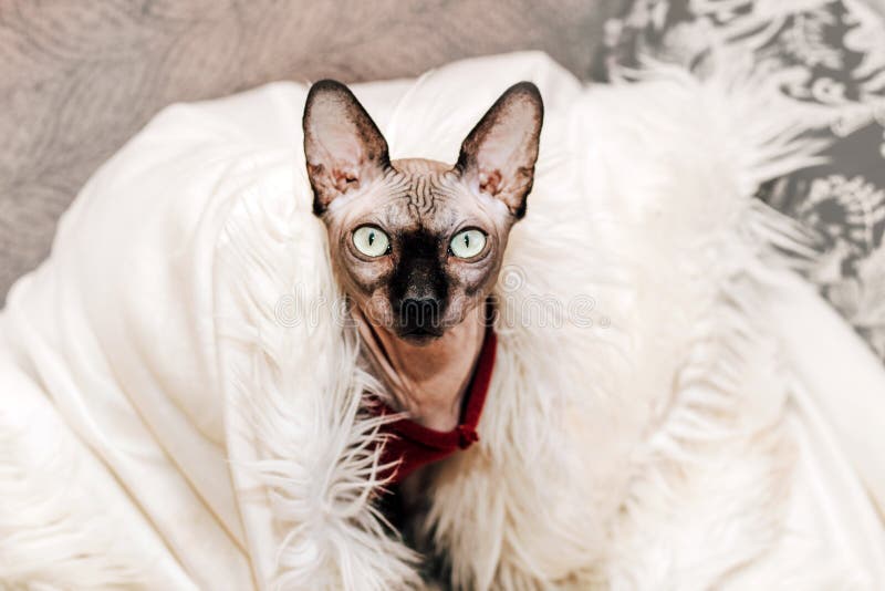 Sphynx Cat in Clothes Under a Fluffy Blanket. Stock Image - Image of ...