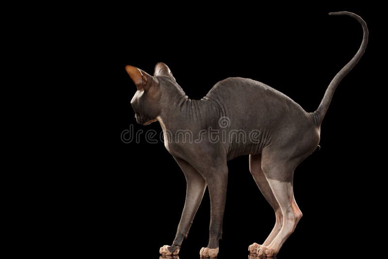 Sphynx Cat Standing on Hind Legs Reaching Paw, Black Stock Photo ...