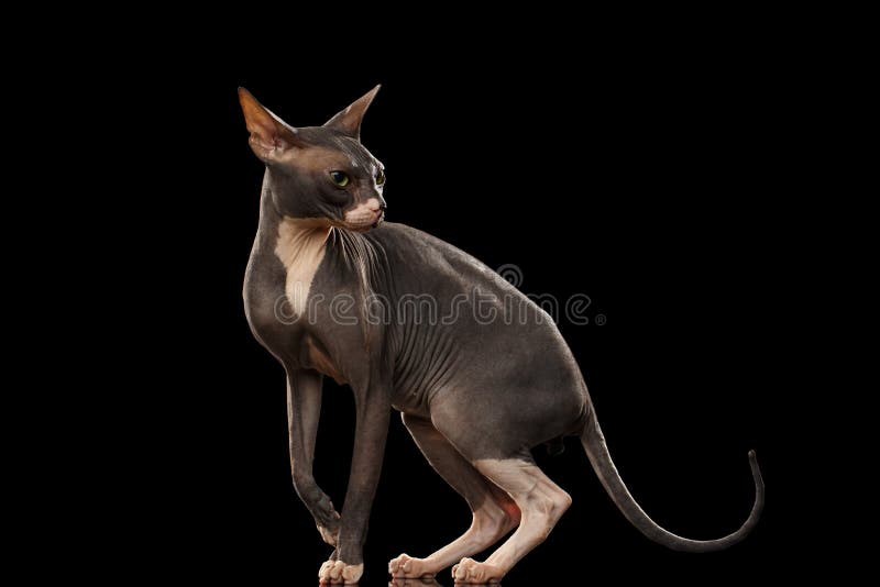 Sphynx Cat Funny Standing and Looking Back Isolated on Black Stock ...