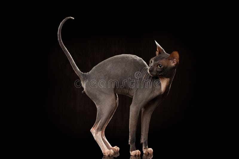 Sphynx Cat Funny Standing and Looking Back Isolated on Black Stock ...