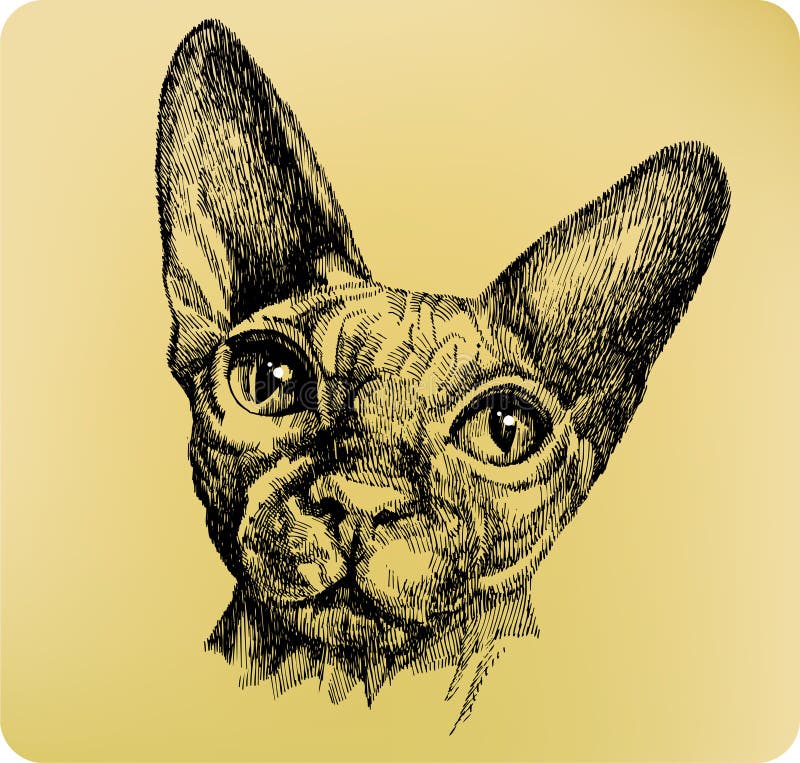 Sphynx Cat, Hand Drawing, Vector. Stock Vector - Illustration of ...