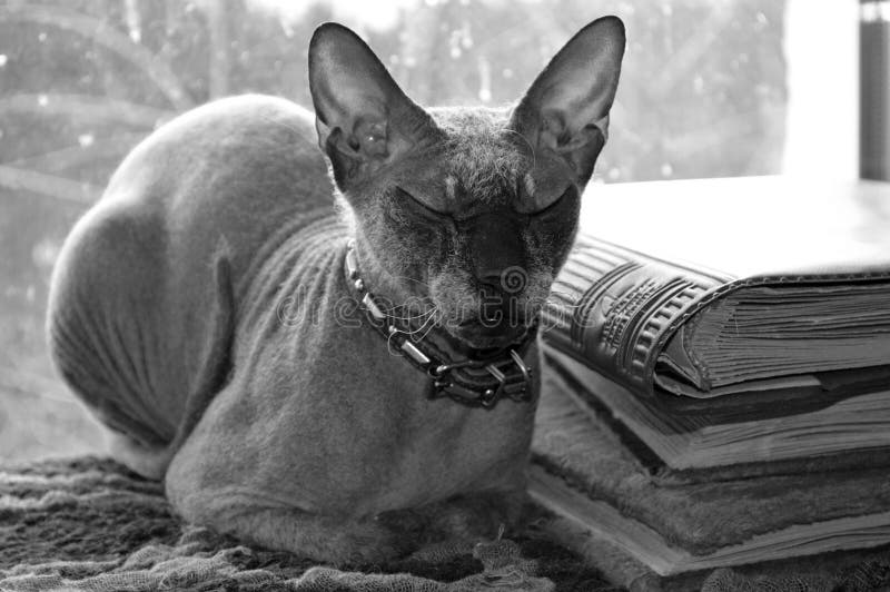 Sphynx cat stock image. Image of rays, sunset, windowsill - 96893967