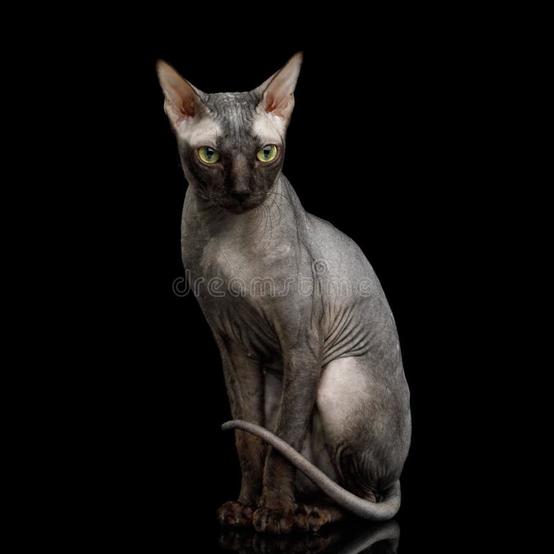 4,786 Sphynx Cat Sitting Stock Photos - Free & Royalty-Free Stock ...