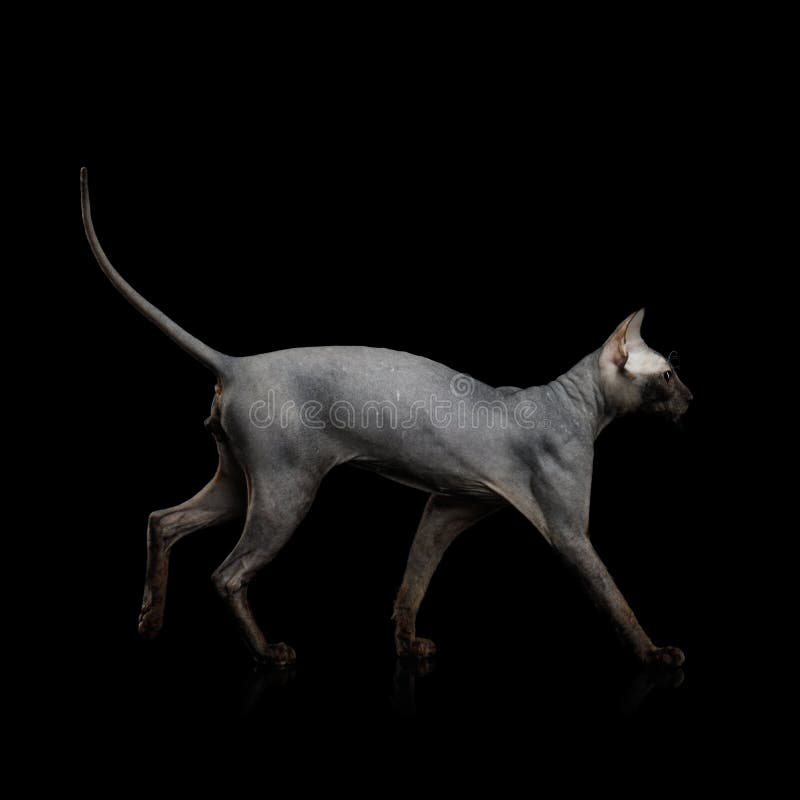 Hairless Sphynx Cat Side View Stock Photos - Download 125 Royalty Free ...