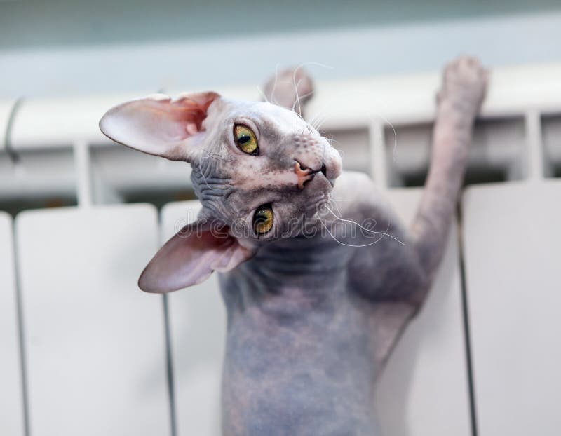 Don Sphynx Cat Standing on Stones with Wide Opened Eyes and Stretching ...