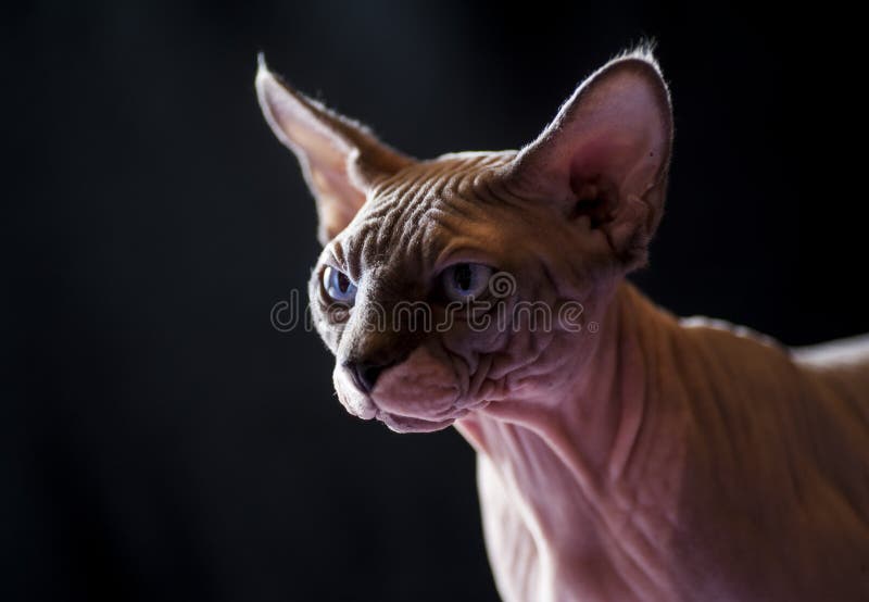 Sphynx cat stock image. Image of snout, sphynx, portrait - 99561775