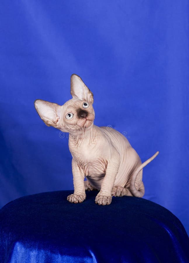 Sphynx Cat Posing Front of Camera. Stock Image - Image of small, camera ...
