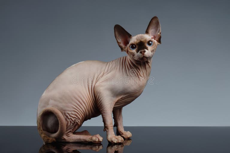 Sphynx Cat Sits in Front View on Black Stock Image - Image of hairless ...