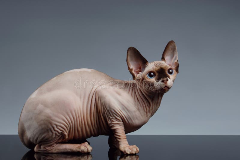 Sphynx Cat Sits in Front View on Black Stock Image - Image of hairless ...