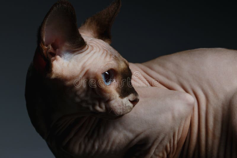 Sphynx Cat Sits in Front View on Black Stock Image - Image of hairless ...