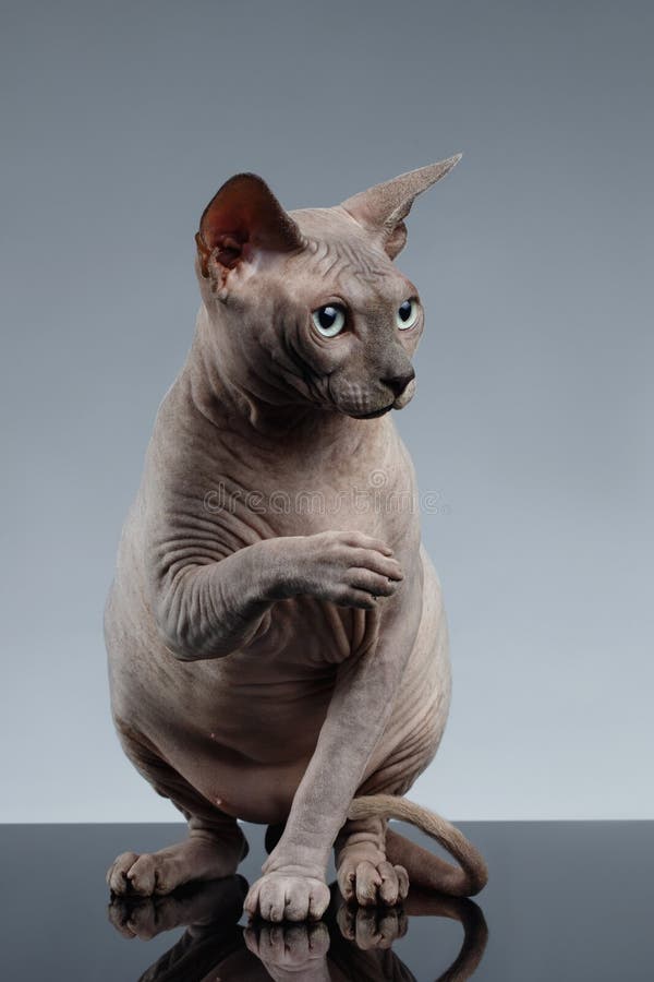 Sphynx Cat Sits in Front View on Black Stock Image - Image of hairless ...