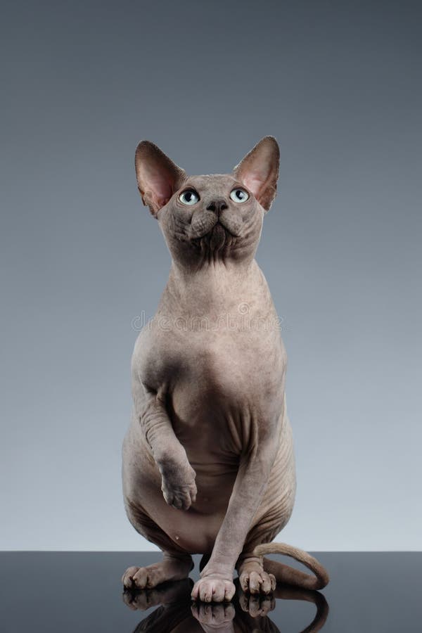 Sphynx Cat Sits in Front View on Black Stock Image - Image of hairless ...