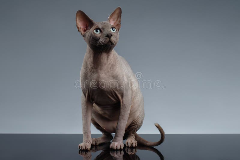 Sphynx Cat Sits in Front View on Black Stock Image - Image of hairless ...