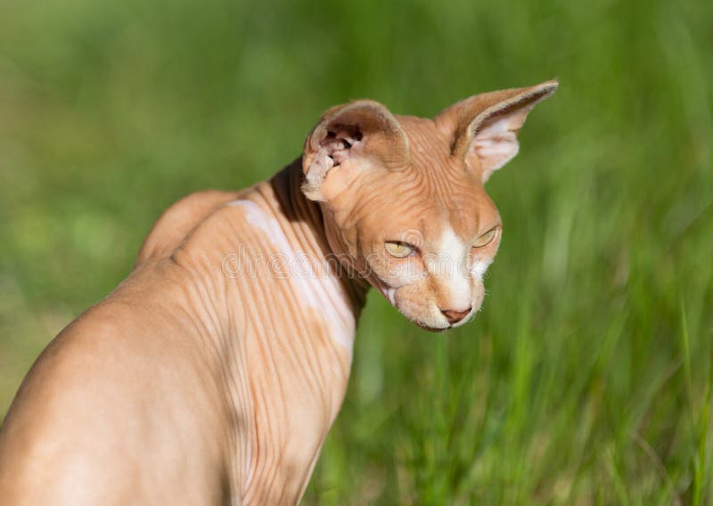 Furless rat stock photo. Image of mouse, chinese, christmass - 5663154