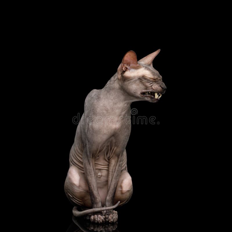 Sphynx Cat on Black Background Stock Image - Image of friendship ...