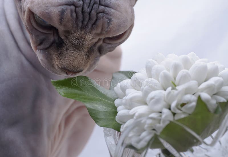 Sphynx cat sniffs snowdrop stock photo. Image of sniffing - 66941606