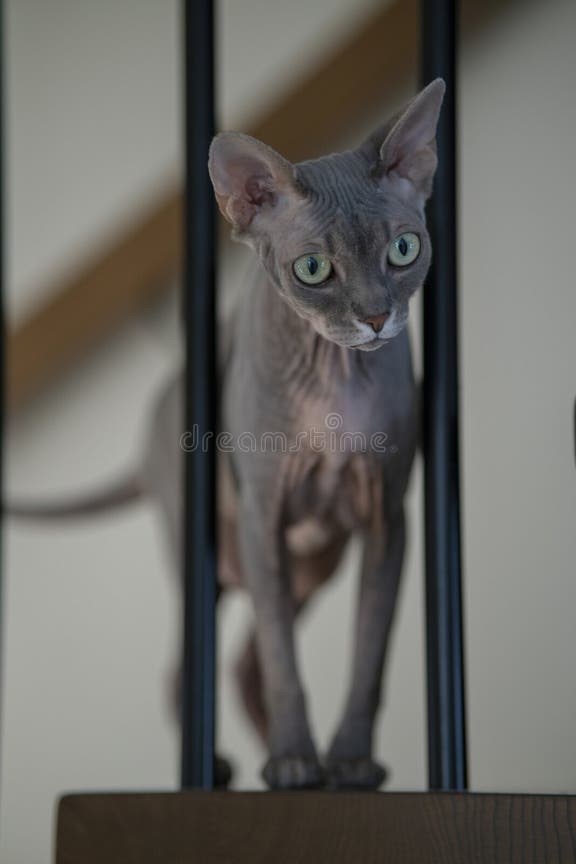 Sphynx cat stock photo. Image of whiskers, white, carnivore - 273709540