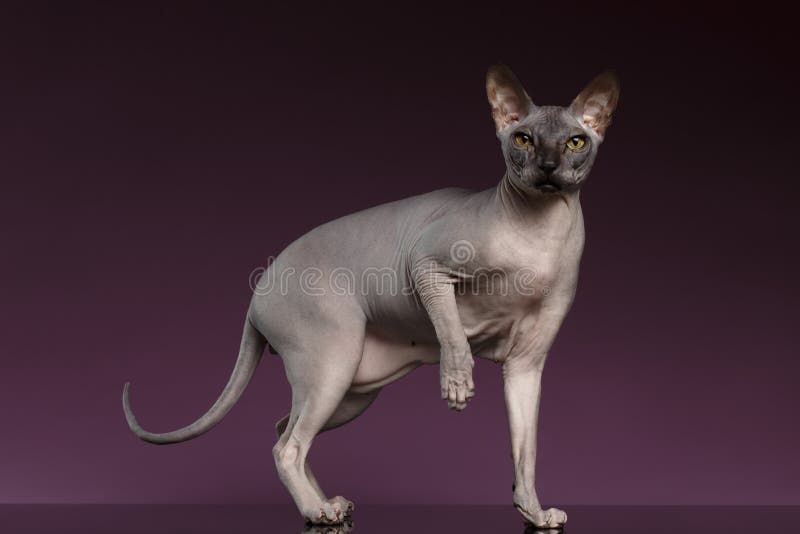 Closeup Sphynx Cat Looking Camera Purple Stock Photos - Free & Royalty ...