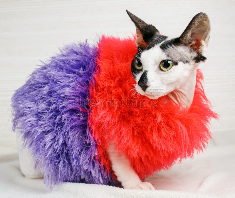 Sphynx Cat Wearing Red and Purple Pullover Stock Image - Image of ...