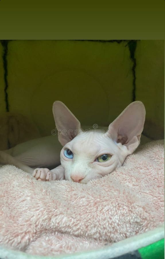 469 Angry Sphynx Cat Stock Photos - Free & Royalty-Free Stock Photos ...