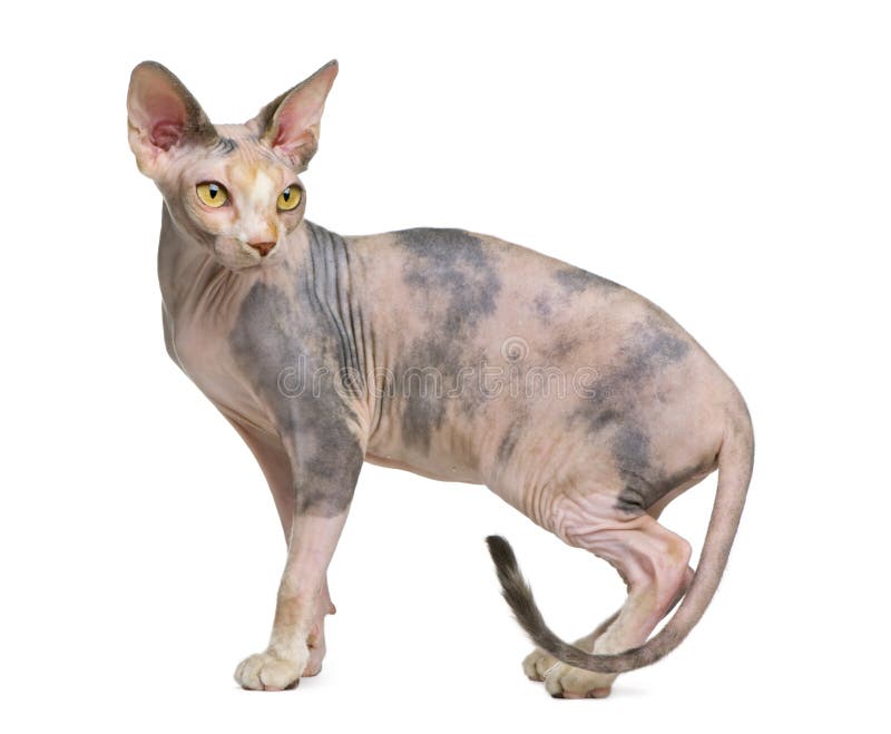 487 Old Sphynx Cat Stock Photos - Free & Royalty-Free Stock Photos from ...