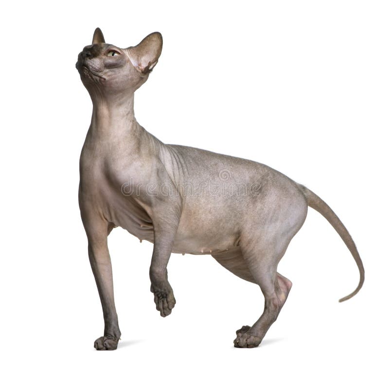 487 Old Sphynx Cat Stock Photos - Free & Royalty-Free Stock Photos from ...