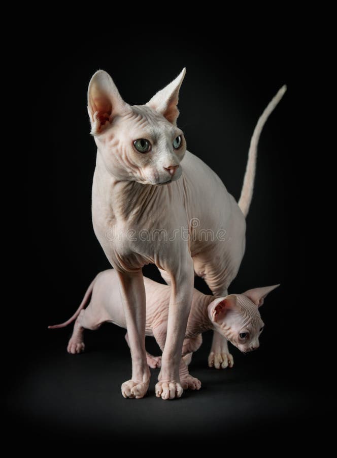 Sphynx Cats Posing Front of Camera. Stock Photo - Image of hairless ...
