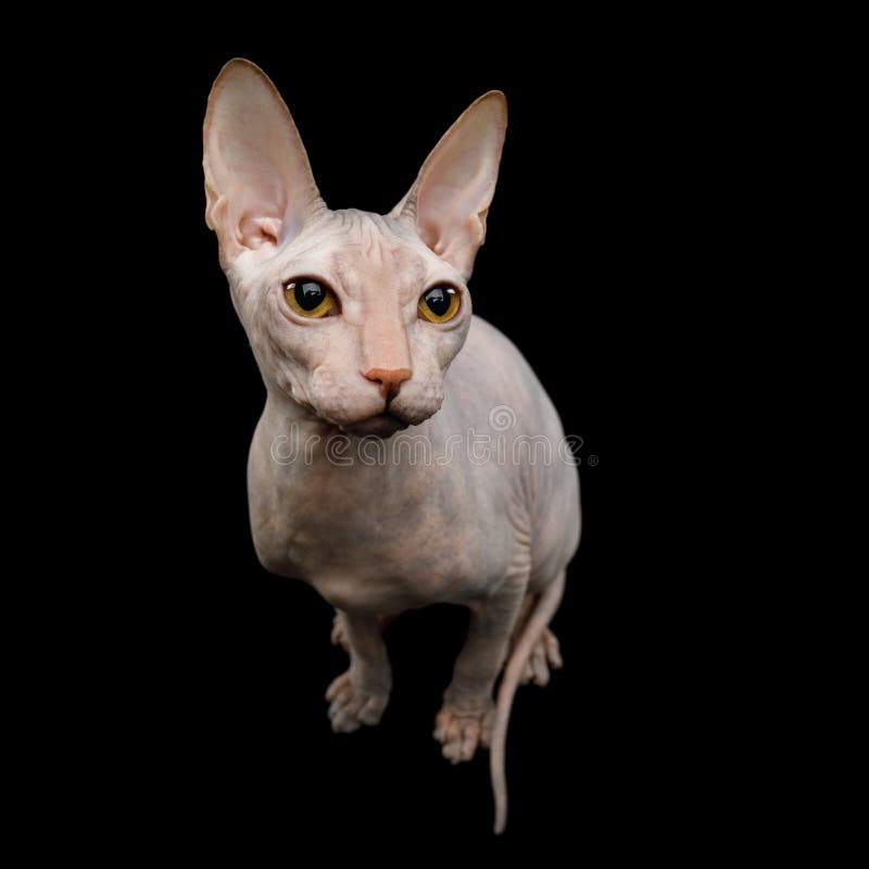 Sphynx Cor-de-rosa Cat Isolated No Fundo Preto Foto de Stock - Imagem ...