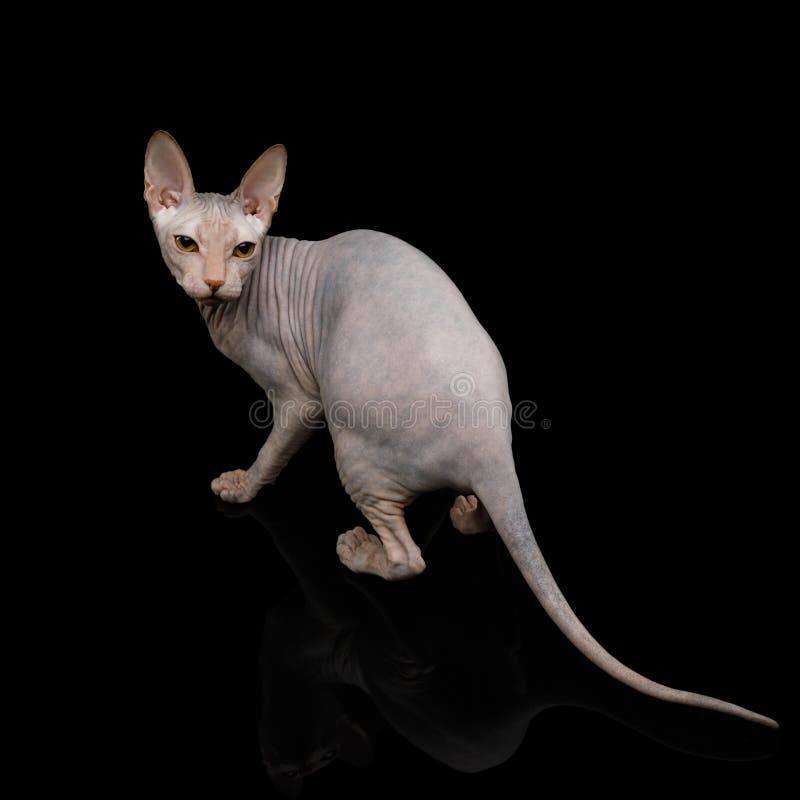 Sphynx Cor-de-rosa Cat Isolated No Fundo Preto Foto de Stock - Imagem ...