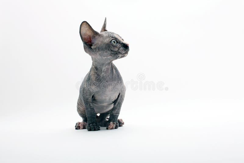 Sphynx Sphynx De Gato Careca Foto de Stock - Imagem de maricas, miado ...