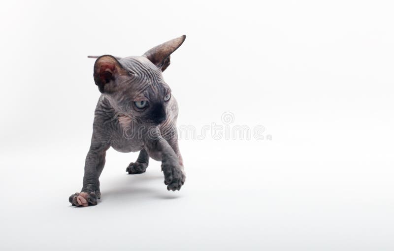 Sphynx Sphynx De Gato Careca Foto de Stock - Imagem de calvo ...