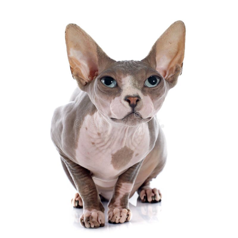 Sphynx Cat stock image. Image of wrinkly, sphynx, cute - 24134537