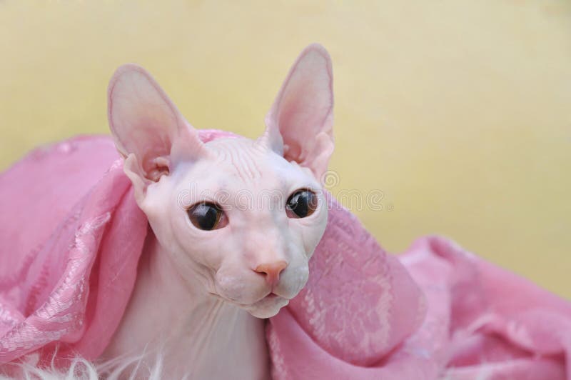 Sphynx Hairless Cat stock photo. Image of head, sphynx - 17658062