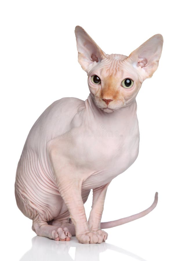Sphynx Hairless Cat on a White Background Stock Photo - Image of portrait, domestic: 28074260